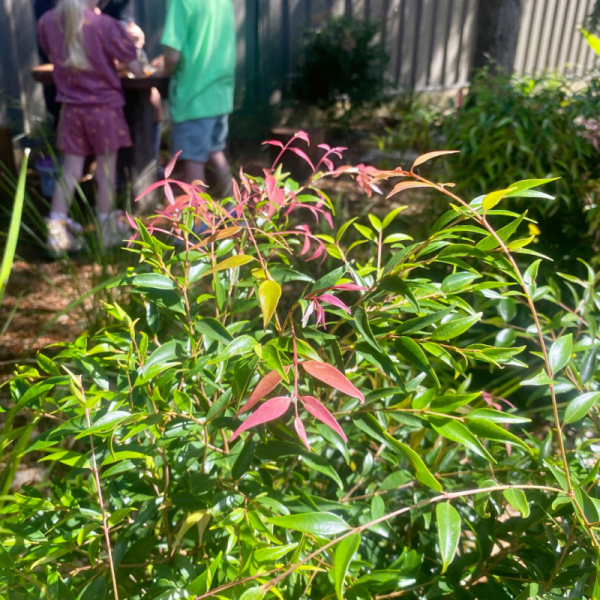 Best Edible Australian Native Plants for the School Garden (Part 1 ...