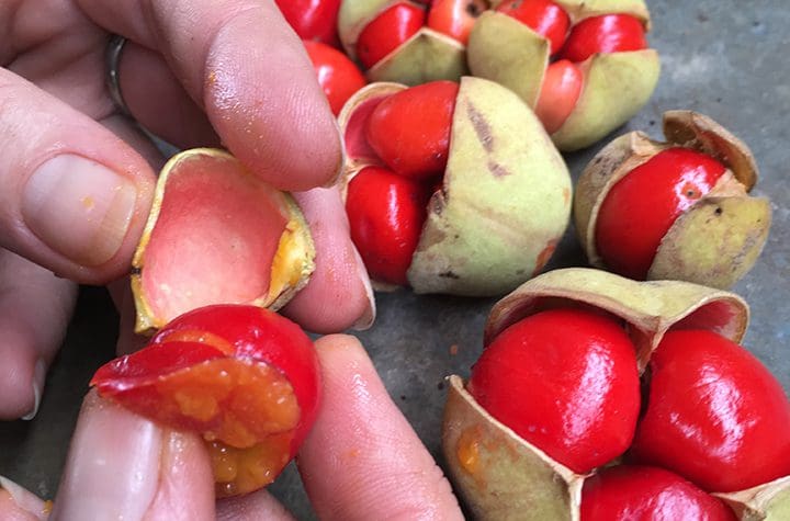 Best Edible Australian Native Plants for the School Garden (Part 2 ...